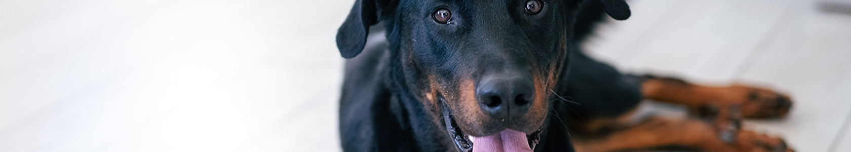 CLOMICALM® (clomipramine hydrochloride) Tablets