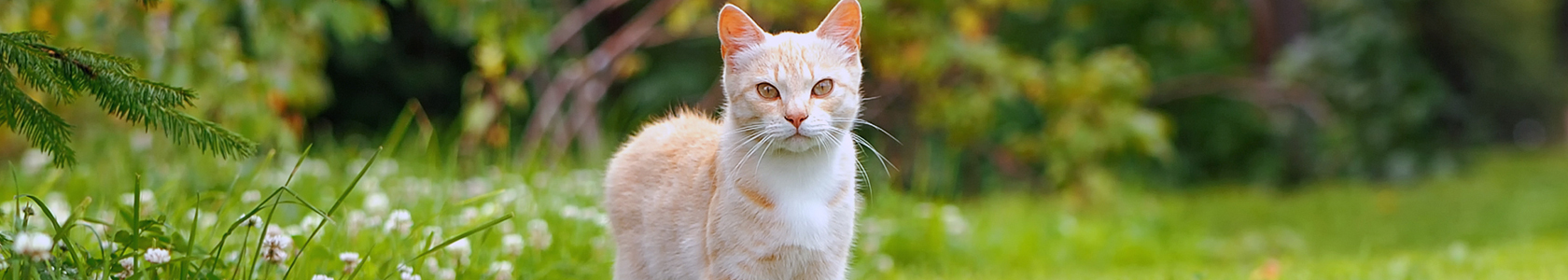 REBOUND® Recuperation Formula for Cats