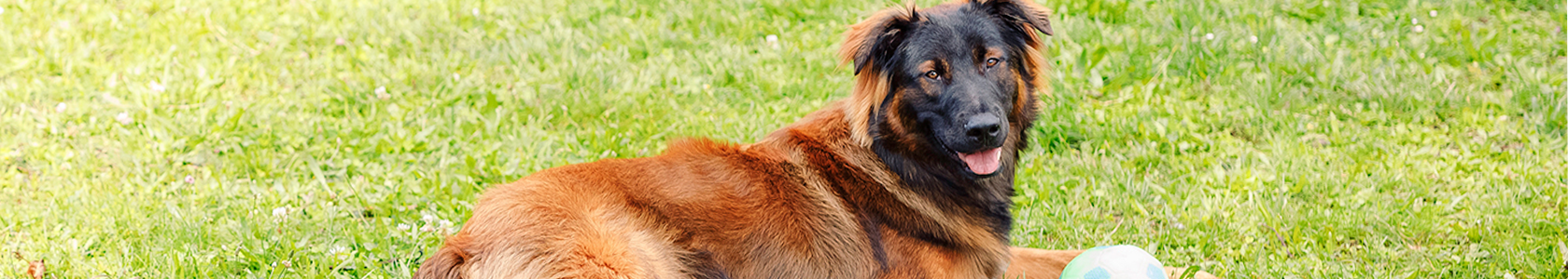 INFLACAM® (Meloxicam) Chewable Tablets for Dogs & Injection for Dogs ...